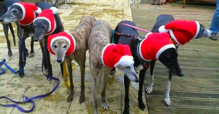 Jan Brown makes knitted jumpers for dogs that are homeless.