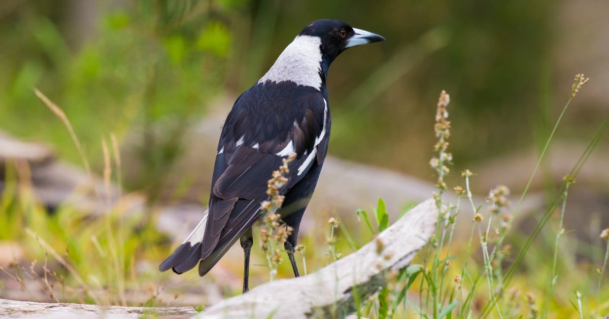 How a woman won $17,000 from her employer after Magpie attack.