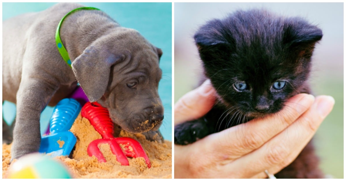 Are Dogs Smarter Than Cats Science Has The Answer