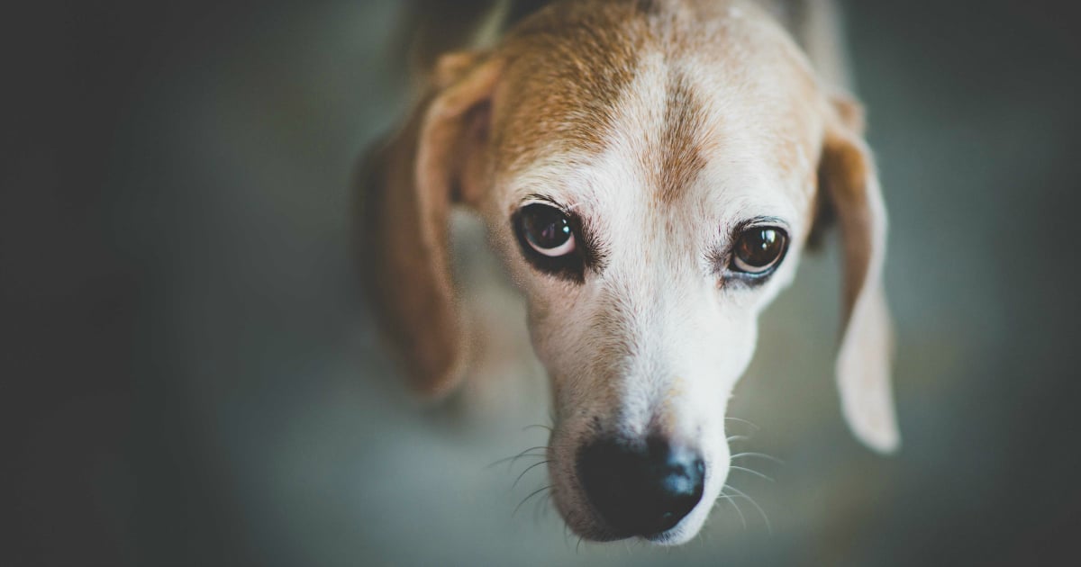 Vets are often among the first to spot signs of domestic violence.