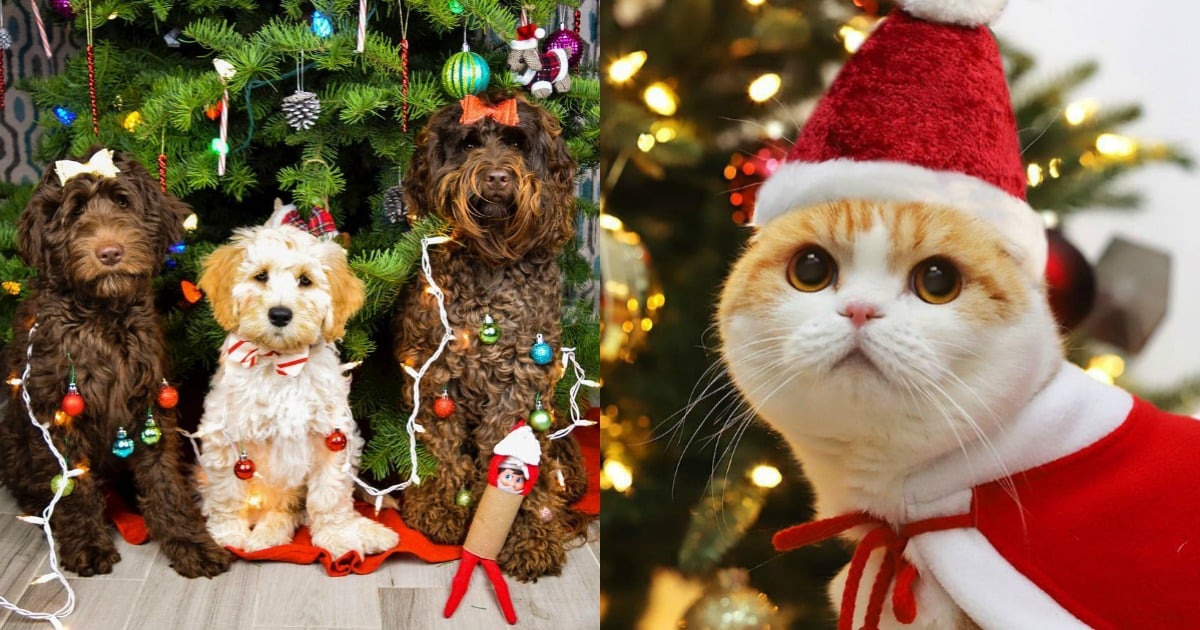 All the best photos of dogs and other pets in Christmas costumes.