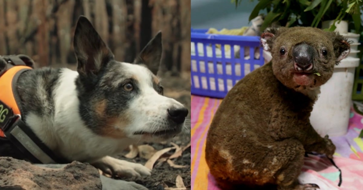 Dogs are saving injured koalas from the bushfires. And we have questions. Dogs are saving injured koalas from the bushfires. And we have questions.